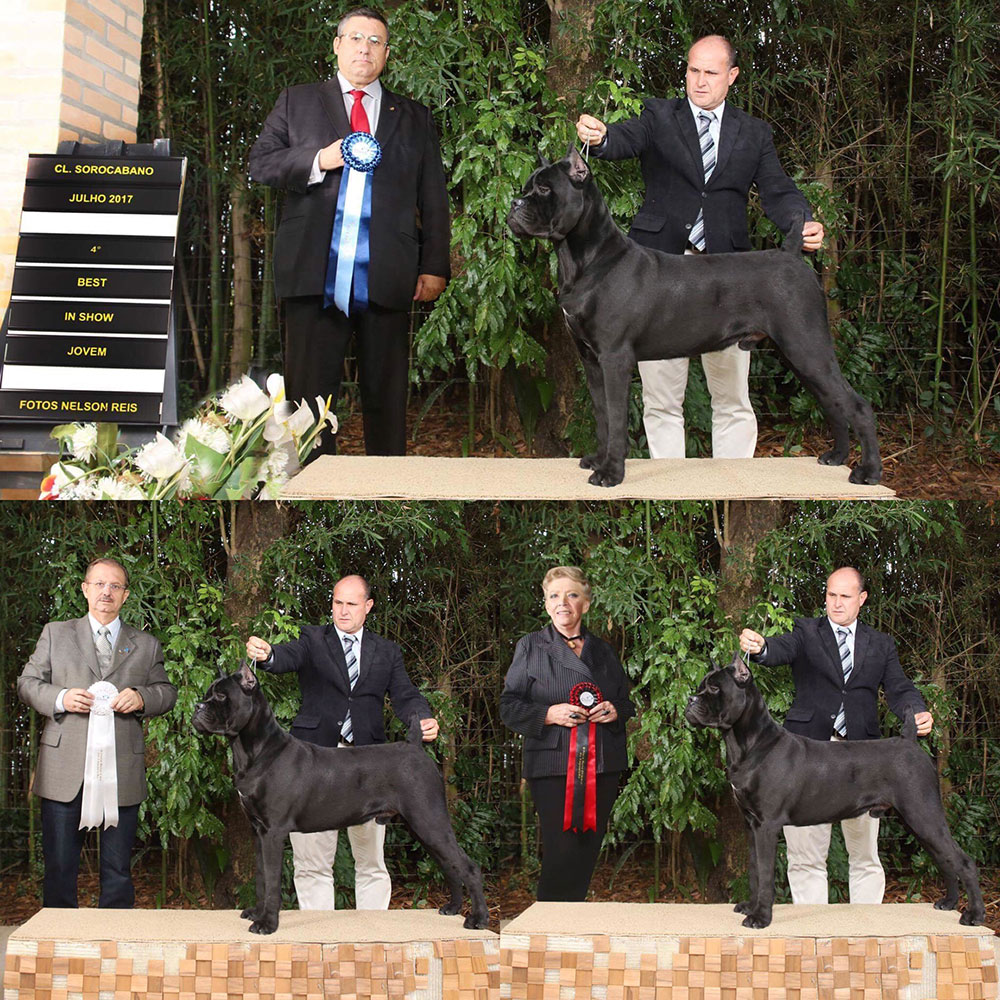 Cane Corso - TCane Corso Criador da raça Cane Corso. As últimas ...